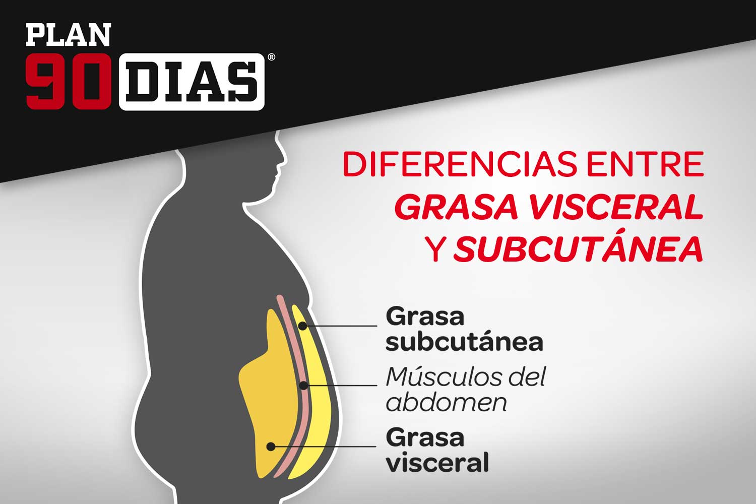 Diferencias entre grasa visceral y grasa subcutánea – Plan 90 días